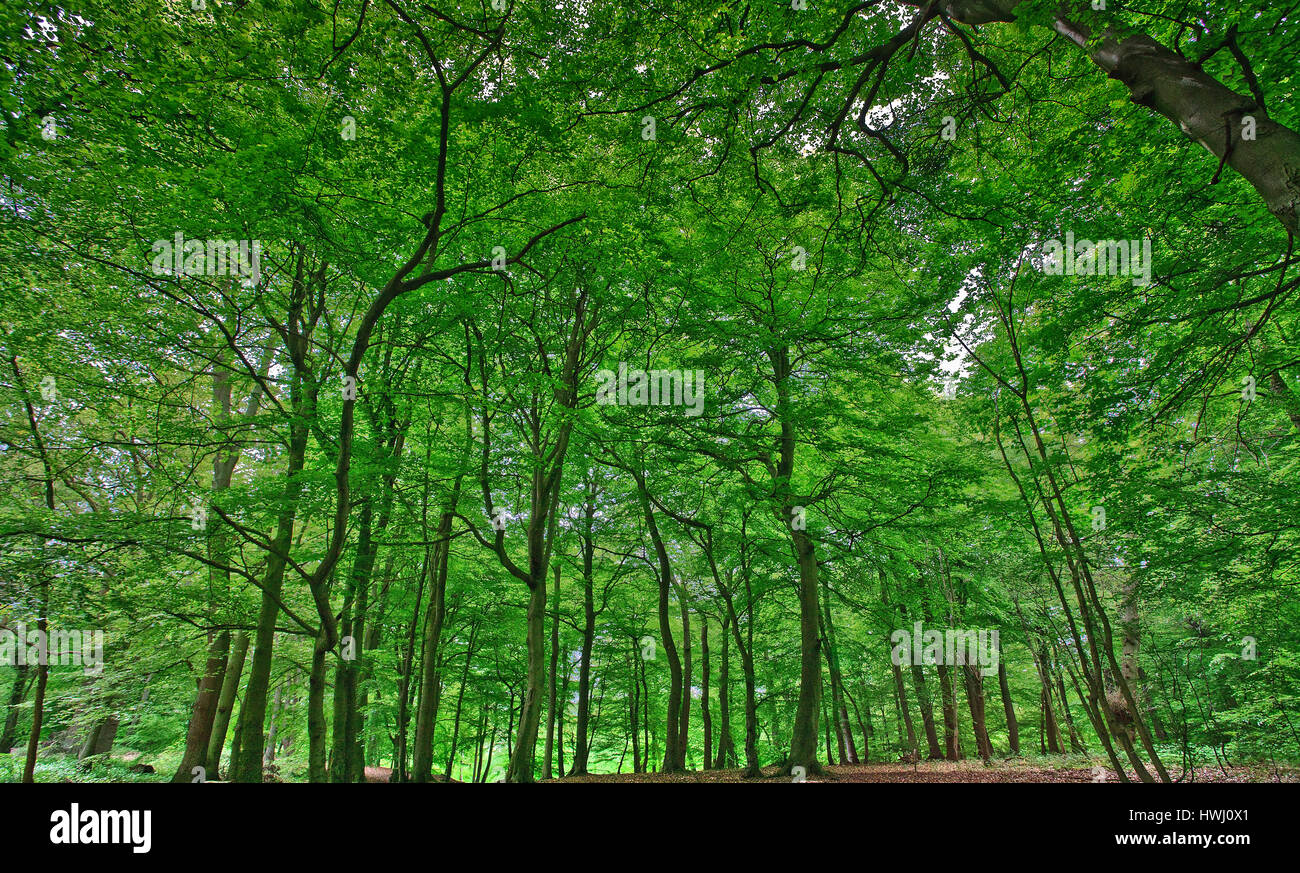 Leafy canopy hi-res stock photography and images - Alamy