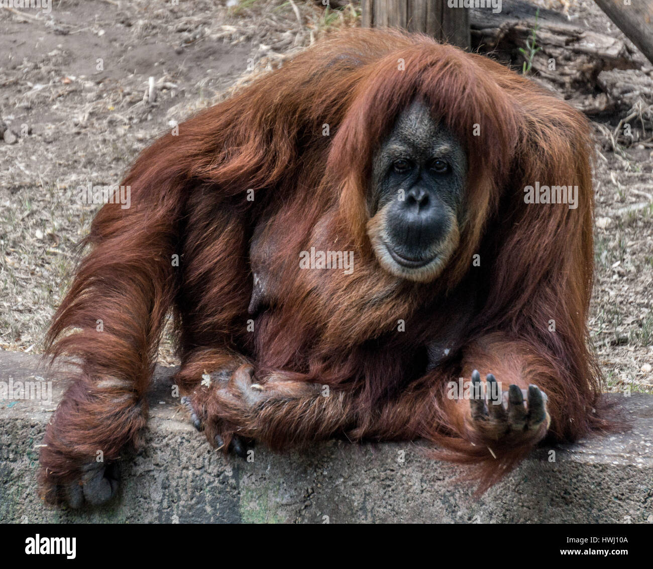 Mokey hi-res stock photography and images - Alamy