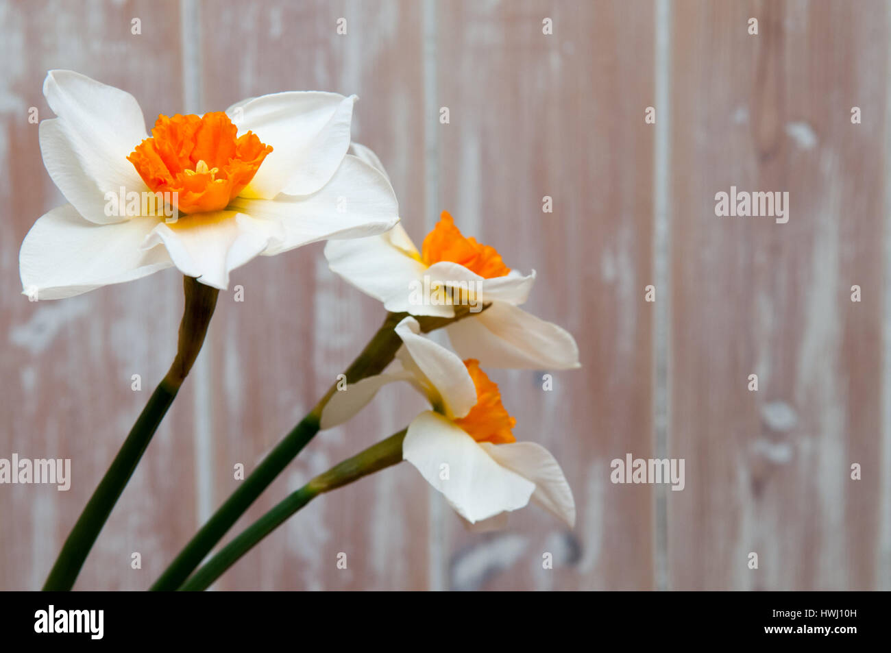 White fresh cut flowers over a wooden background Stock Photo - Alamy