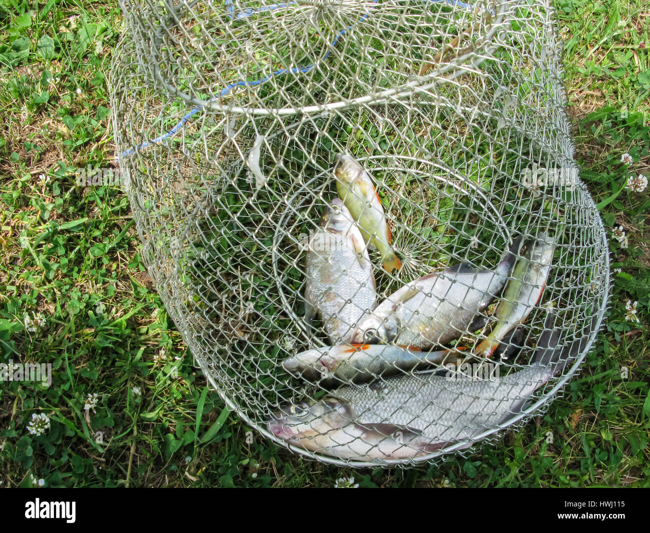 Catch of small fish in a metal cage Stock Photo - Alamy