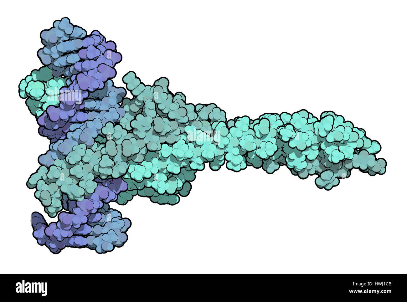 c-Myc and Max transcription factors bound to DNA. 3D illustration ...