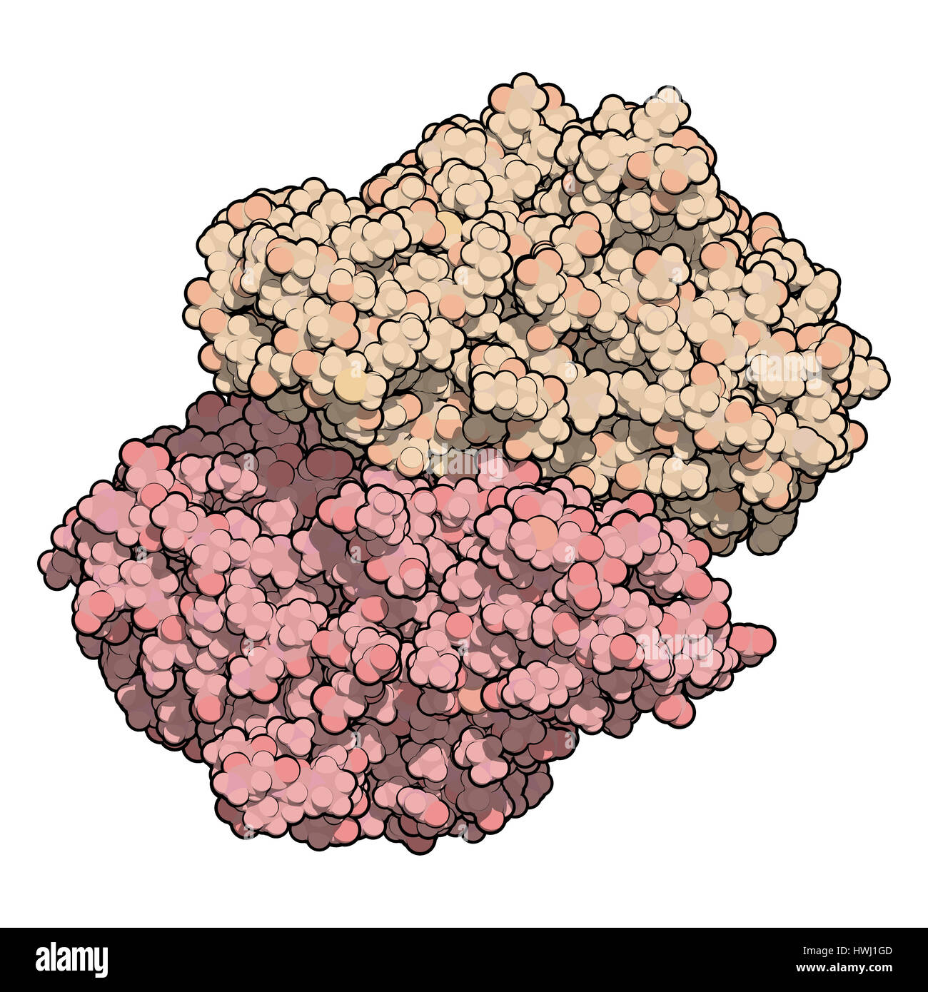 Indoleamine 2,3 dioxygenase 1 (IDO1) protein. Tryptophan catabolic ...