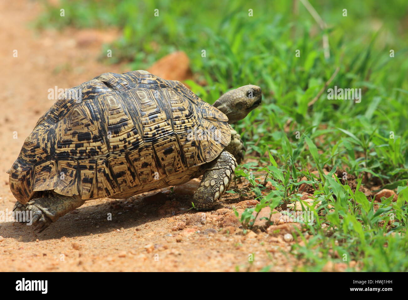 African leopard tortoise (Stigmochelys pardalis) in Zambia Stock Photo ...