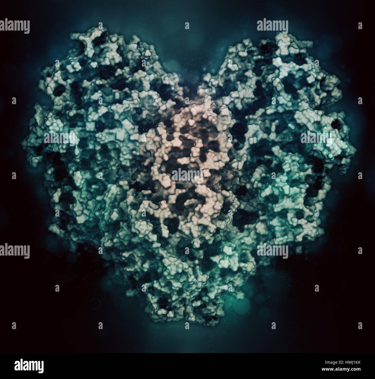 Lactase (Kluyveromyces lactis beta-galactosidase) enzyme. Lactose ...