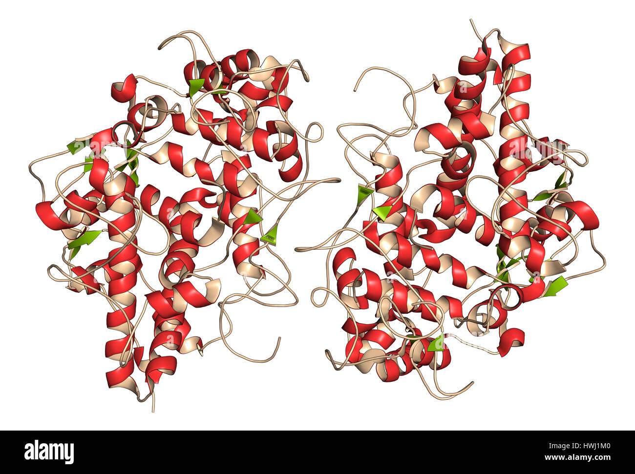 Myeloperoxidase hi-res stock photography and images - Alamy