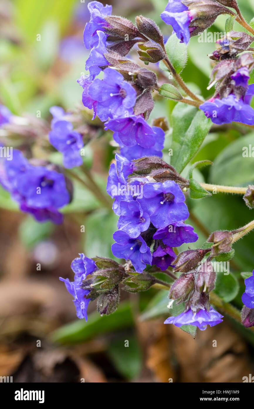 Blue flowers of the spring blooming lungwort, Pulmonaria 'Blue Ensign ...