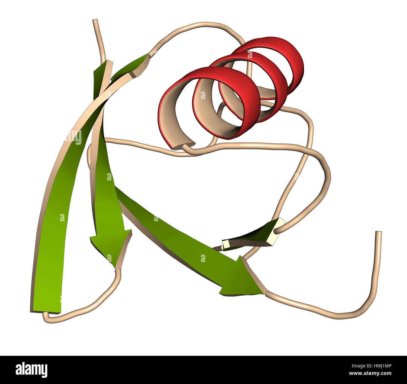 SUMO Small Ubiquitin like Modifier SUMO 1 Protein Attachment Of SUMO To Proteins Is A Post sumo-small-ubiquitin-like-modifier-sumo-1-protein-attachment-of-sumo-to-proteins-is-a-post
