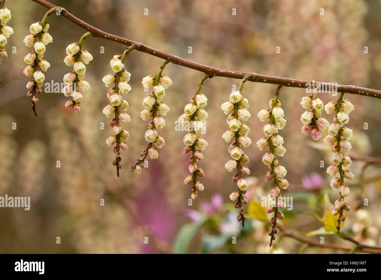 Himalayan flora hi-res stock photography and images - Alamy