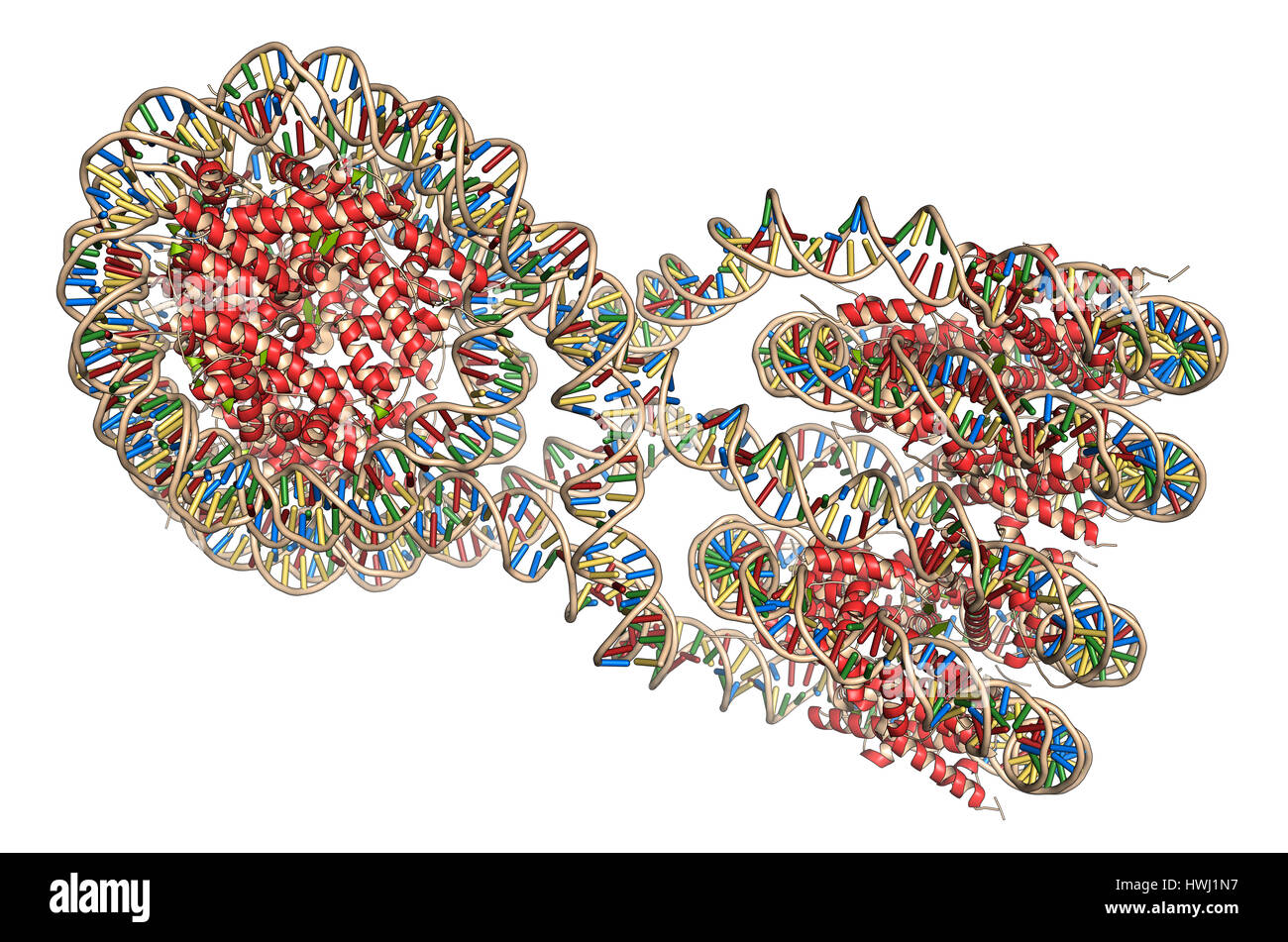 Nucleosome structure. Structure of an oligonucleosome, showing the packaging of DNA in ...