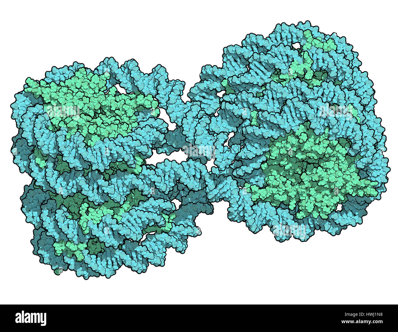Nucleosome structure. Structure of an oligonucleosome, showing the ...