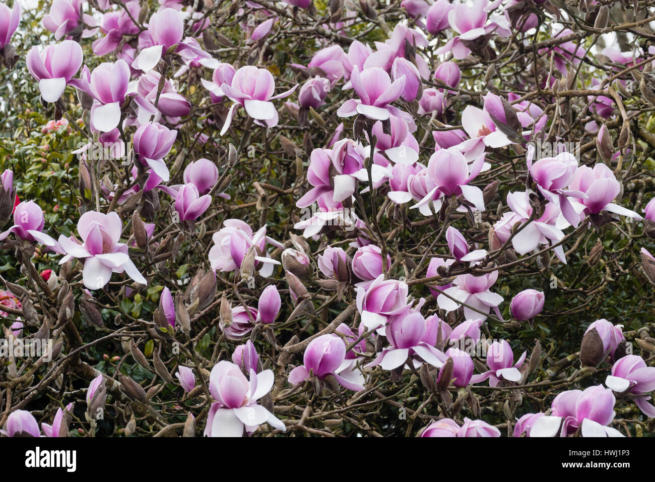 Large,, pink, early spring flowers of the hybrid tree magnolia,Magnolia ...