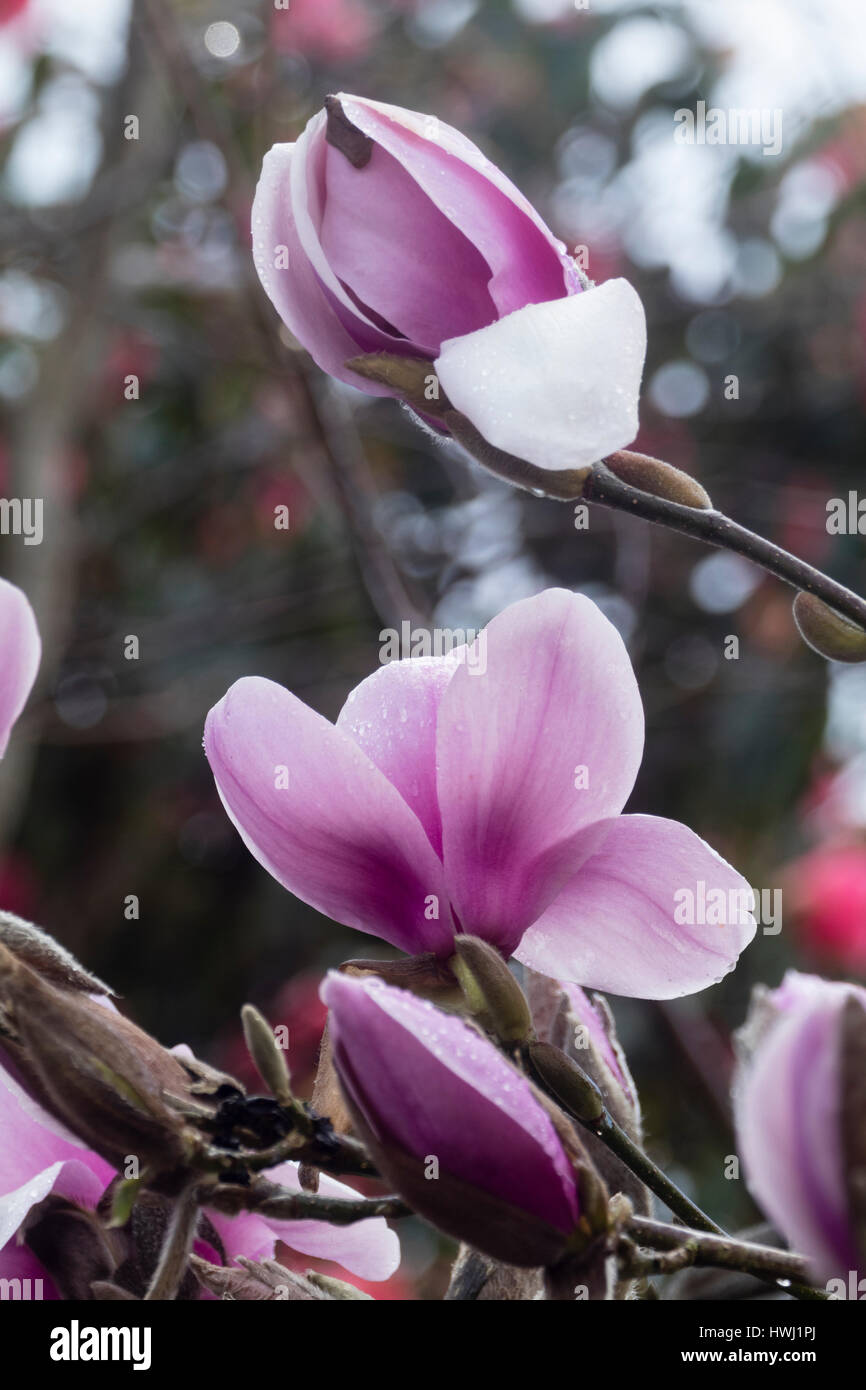 Large,, pink, early spring flowers of the hybrid tree magnolia,Magnolia ...