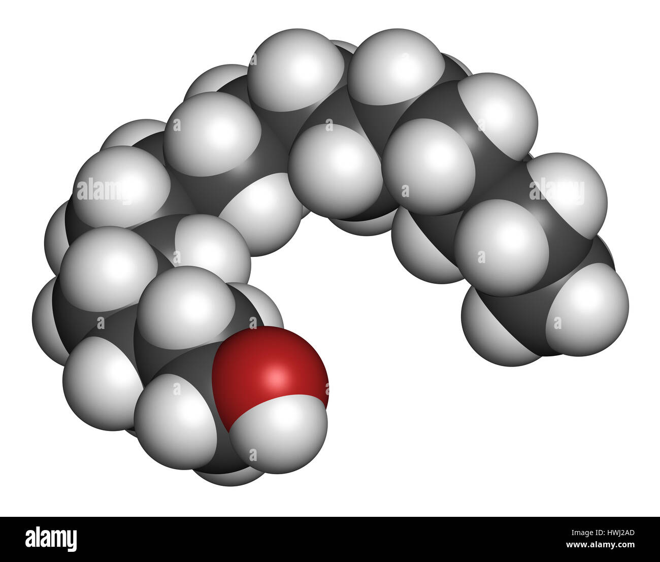 Cetyl (or palmityl) alcohol molecule. Constituent of cetostearyl ...