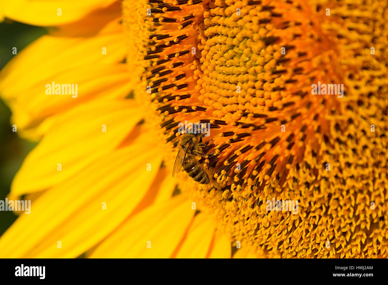Working on a sunflower hi-res stock photography and images - Alamy