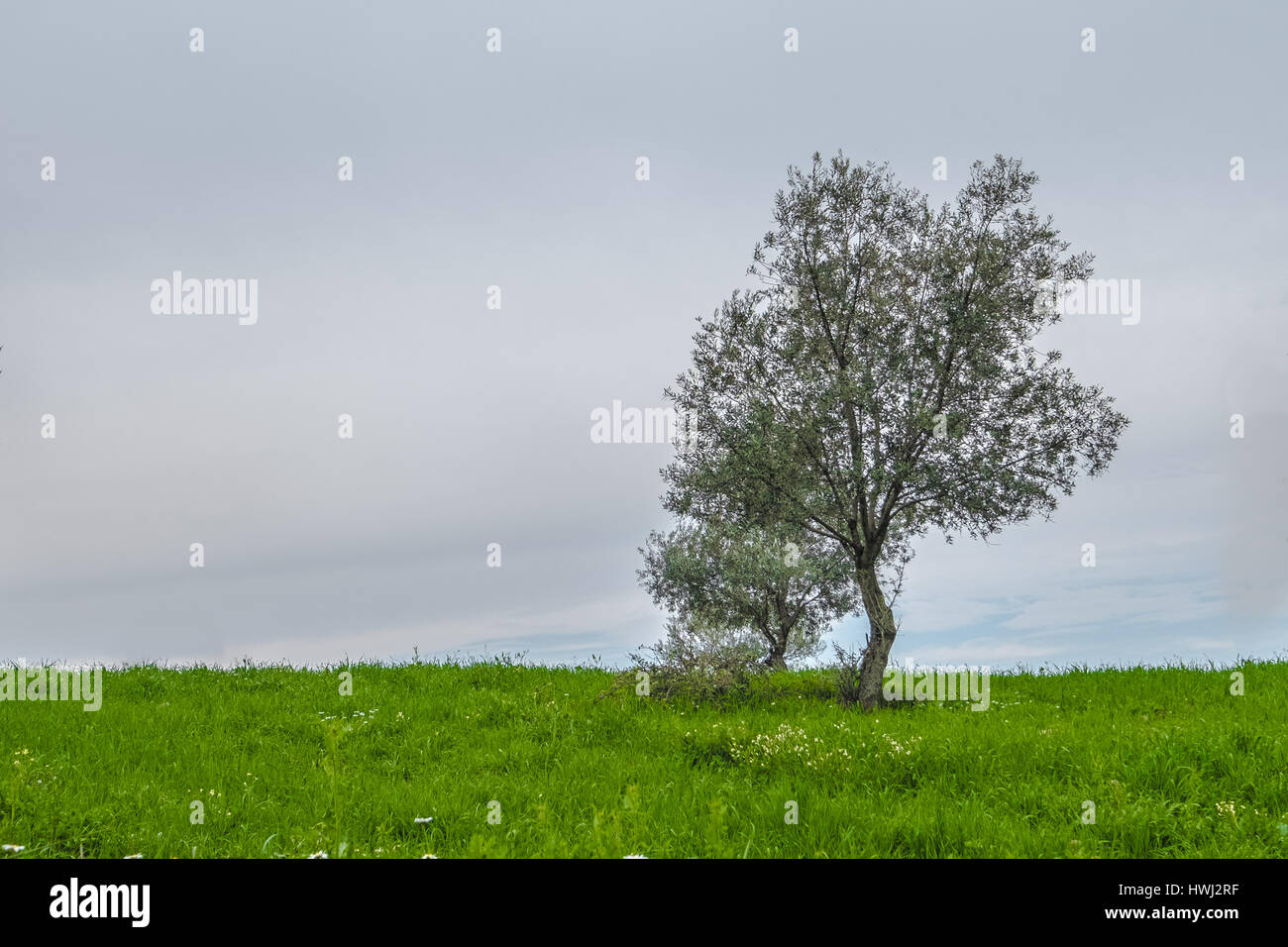 Single olive tree Stock Photo - Alamy