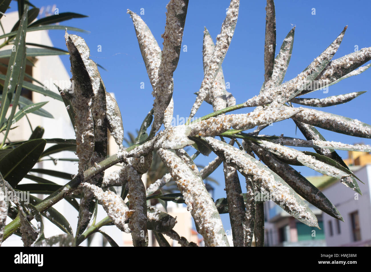 Oleander leaves densely covered with scale insects. Mealy mealybug ...