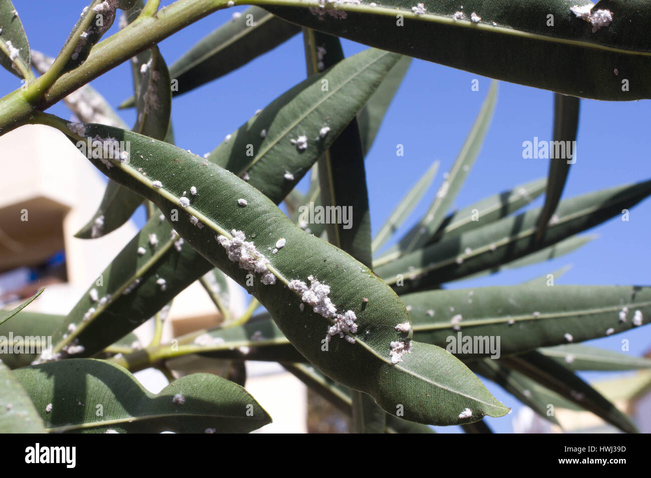 Oleander leaves densely covered with scale insects. Mealy mealybug ...
