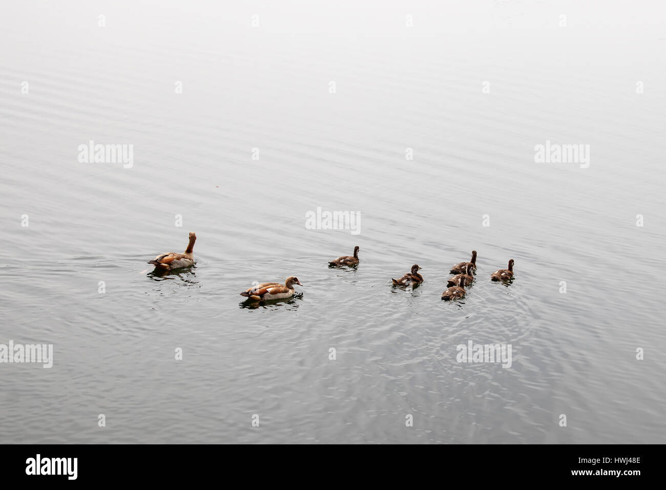 The family of ducks Stock Photo - Alamy
