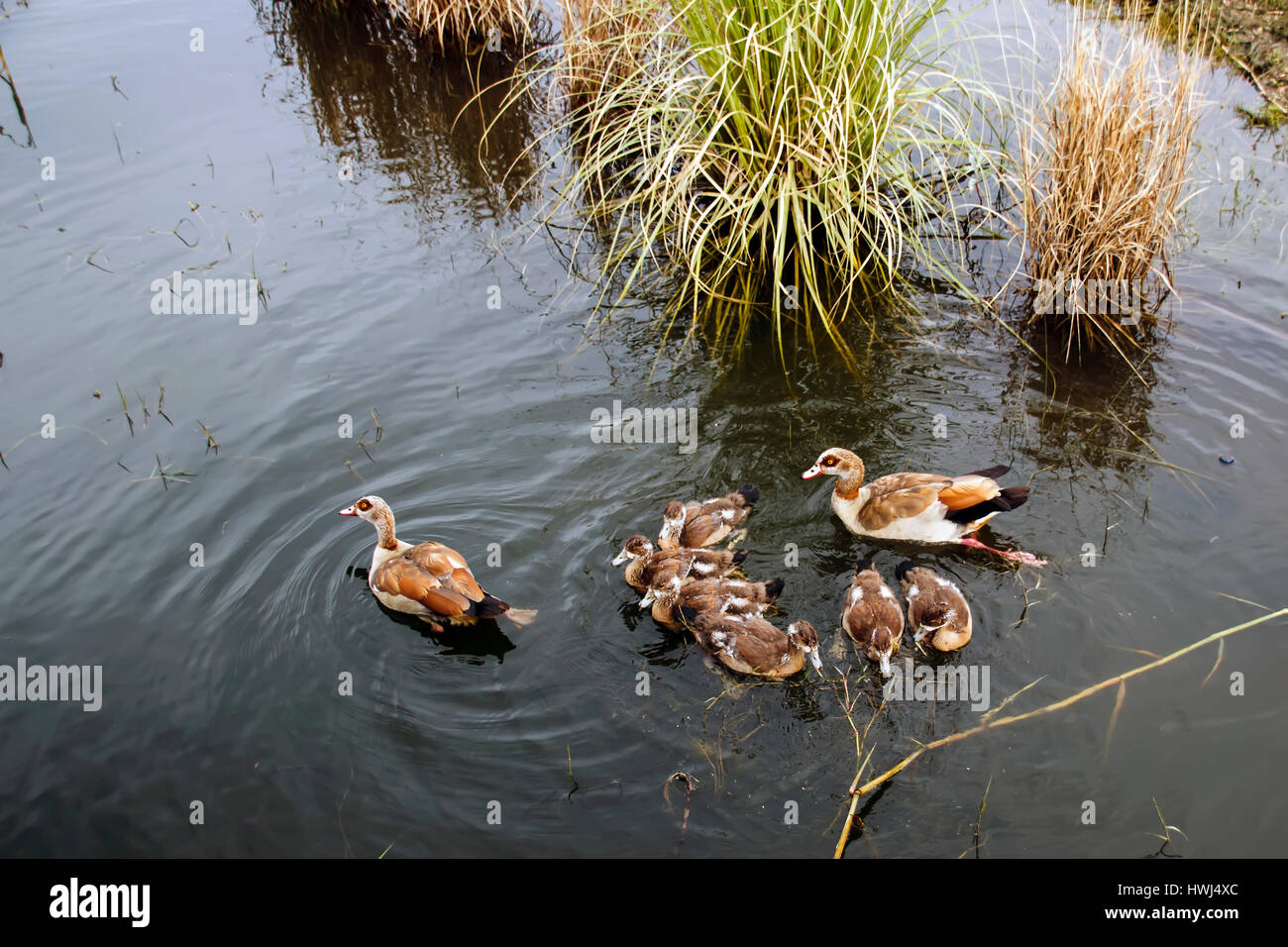 The family of ducks Stock Photo - Alamy