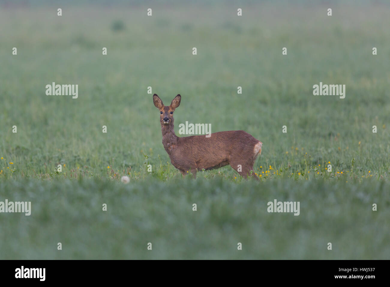 Female roe deer hi-res stock photography and images - Alamy