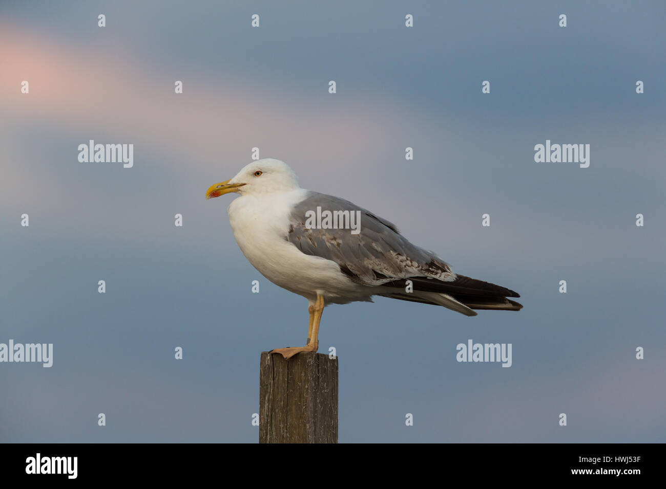 natural gull (Larus michahellis) portrait standing on post Stock Photo ...