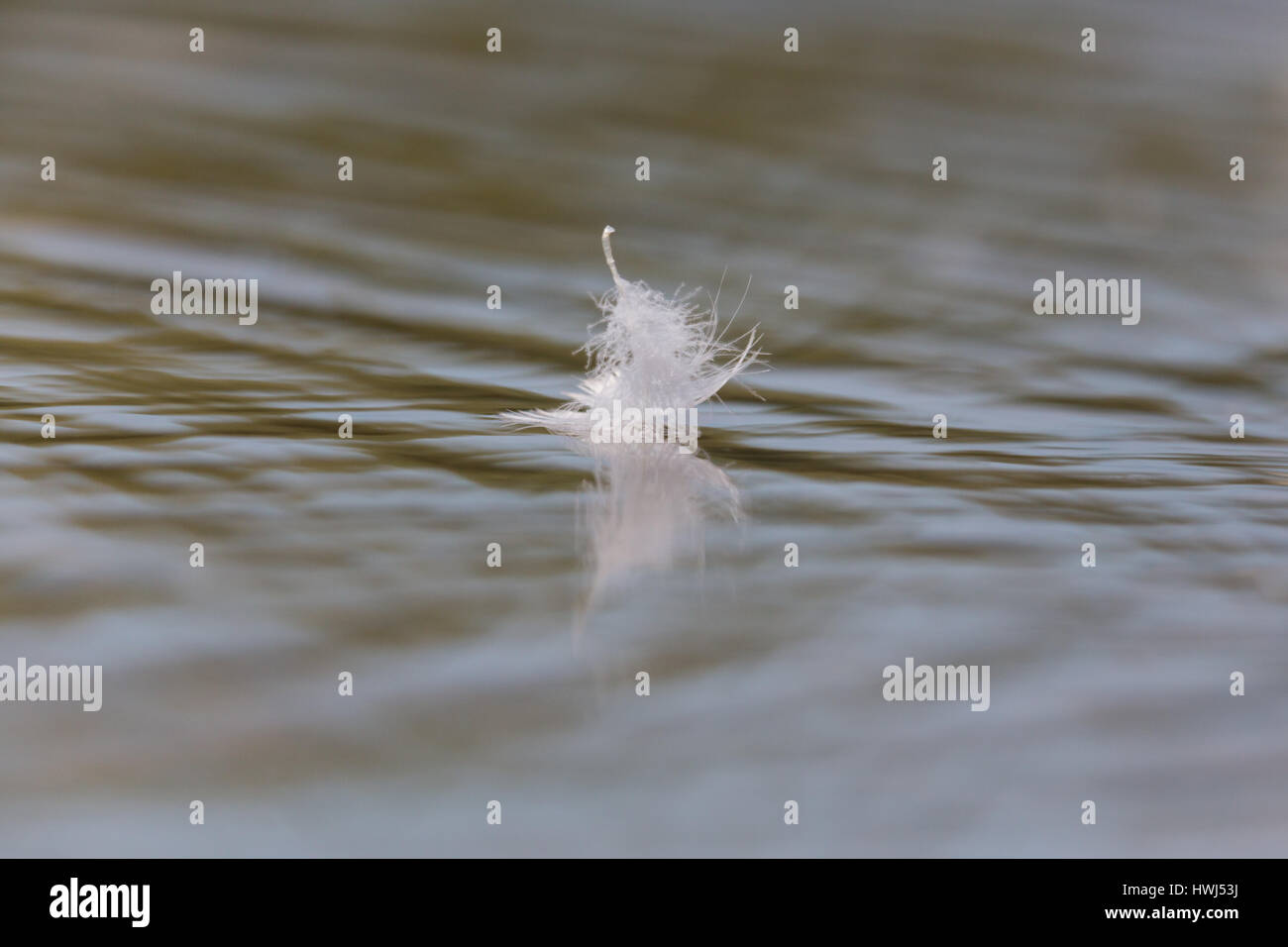 one natural white bird feather swimming on water surface Stock Photo ...