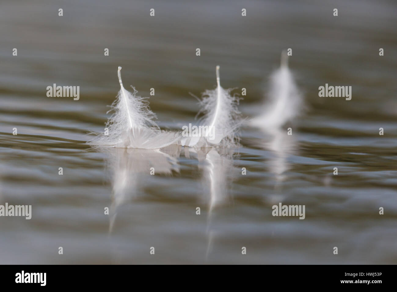 Featherweight hi-res stock photography and images - Alamy