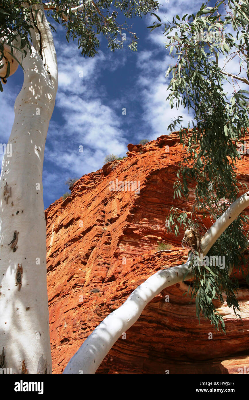 White Gum Tree in front of Red Cliffs and Blue Sky at Kalbarri National ...