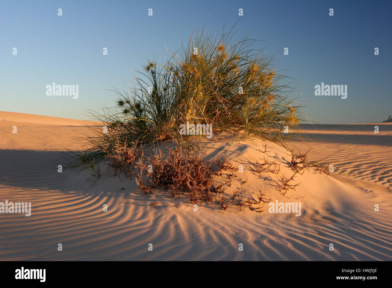 Beach sand and local scrubs at sunset at Exmouth Western Australia ...