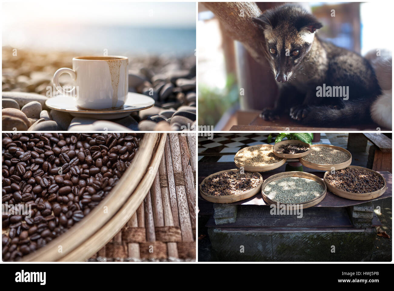 The animal, used for the production of expensive most gourmet coffee ...