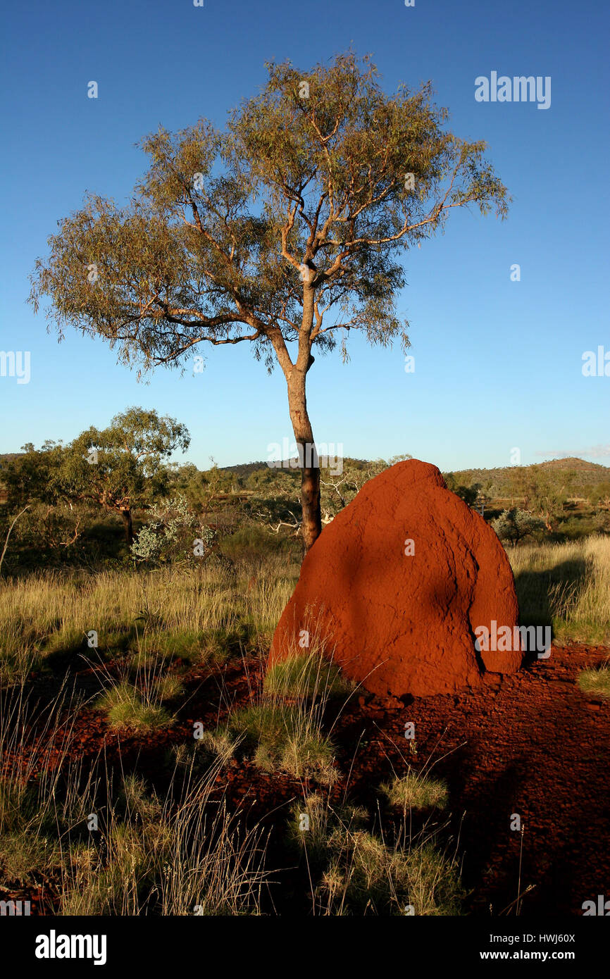 Red Termite mound and tree in late afternoon at Karijini National Park ...