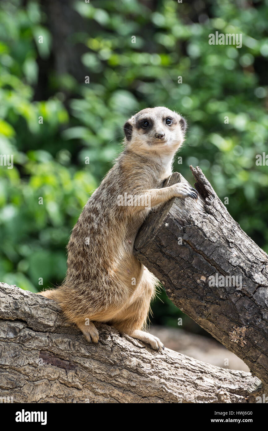 Suricate suricatta hi-res stock photography and images - Alamy