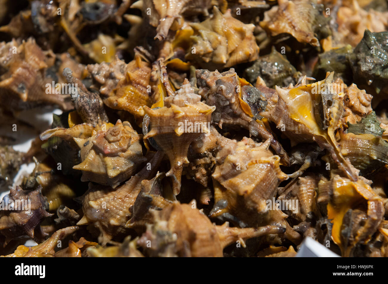 Murexes at Rialto fish market in Venice Stock Photo - Alamy