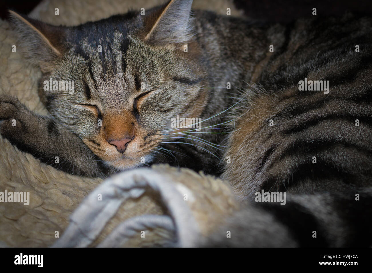 European tiger cat, sleep, close-up, young animal Stock Photo - Alamy