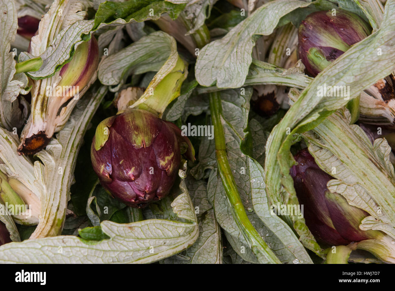 Typical venice italian food hi-res stock photography and images - Alamy