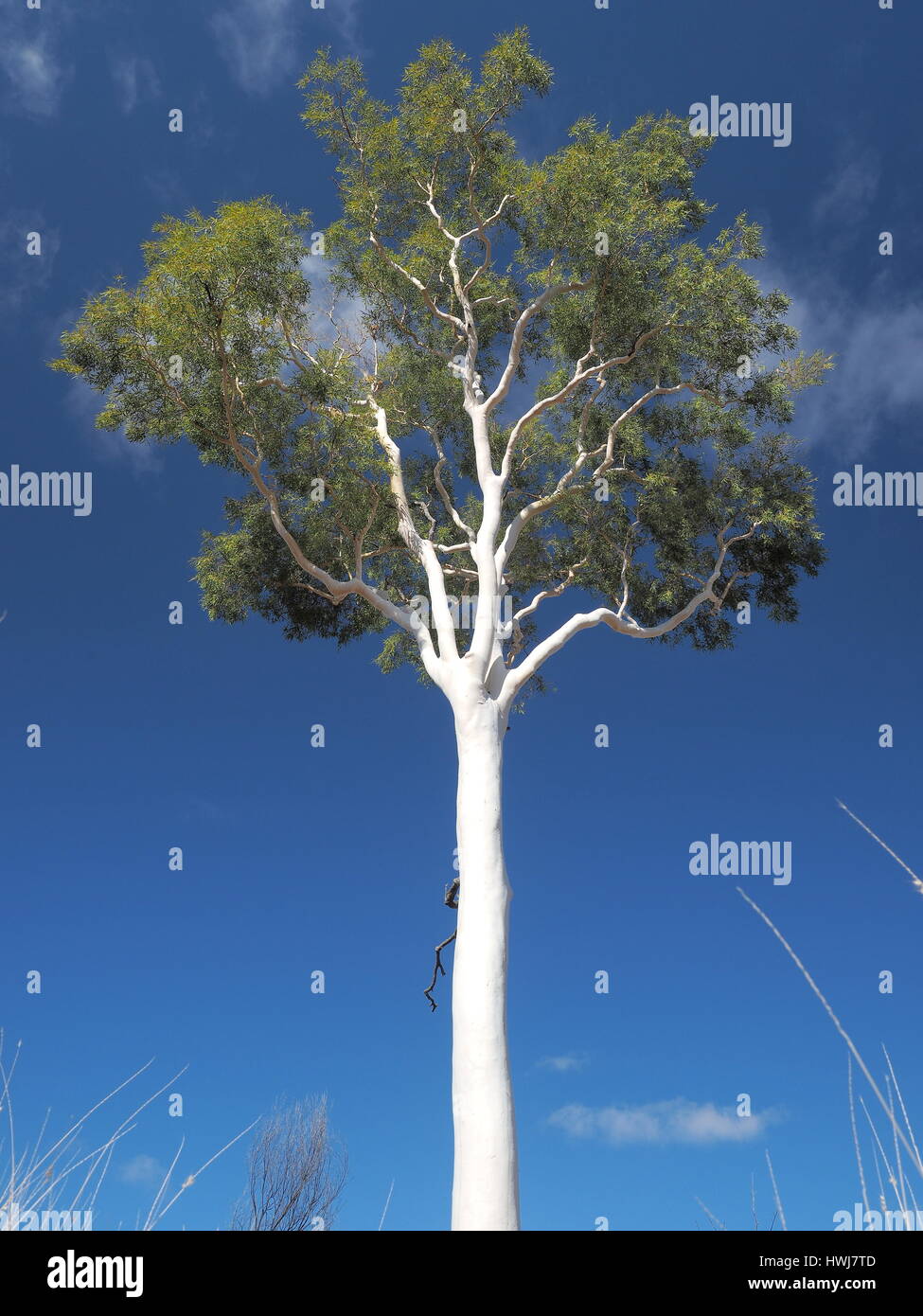 Gum Tree sunset, outback near Simpsons Gap in the McDonnell Ranges ...