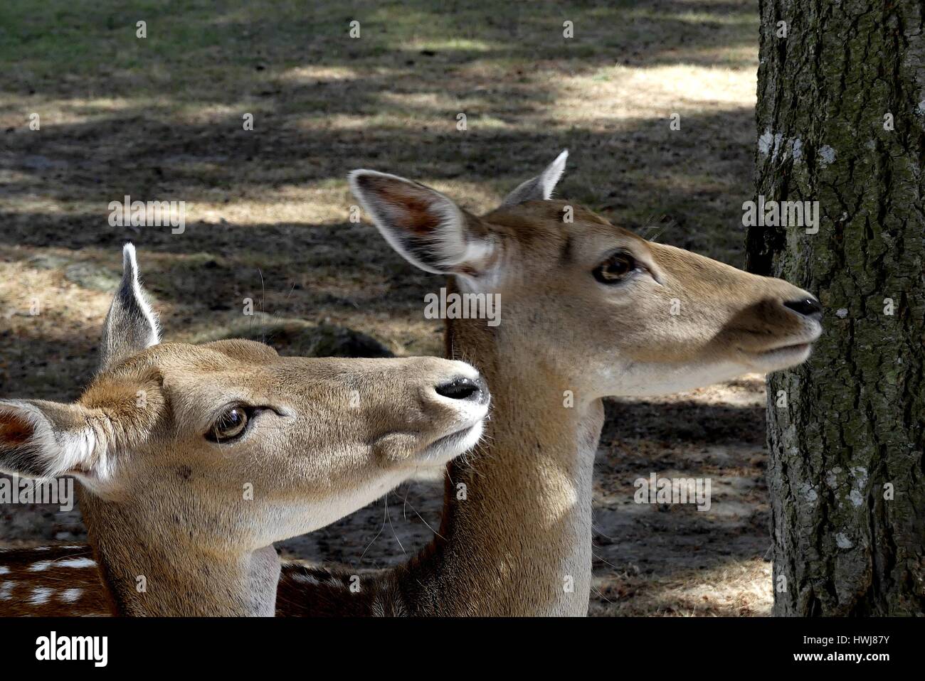 Closeup portrait two alert hi-res stock photography and images - Alamy