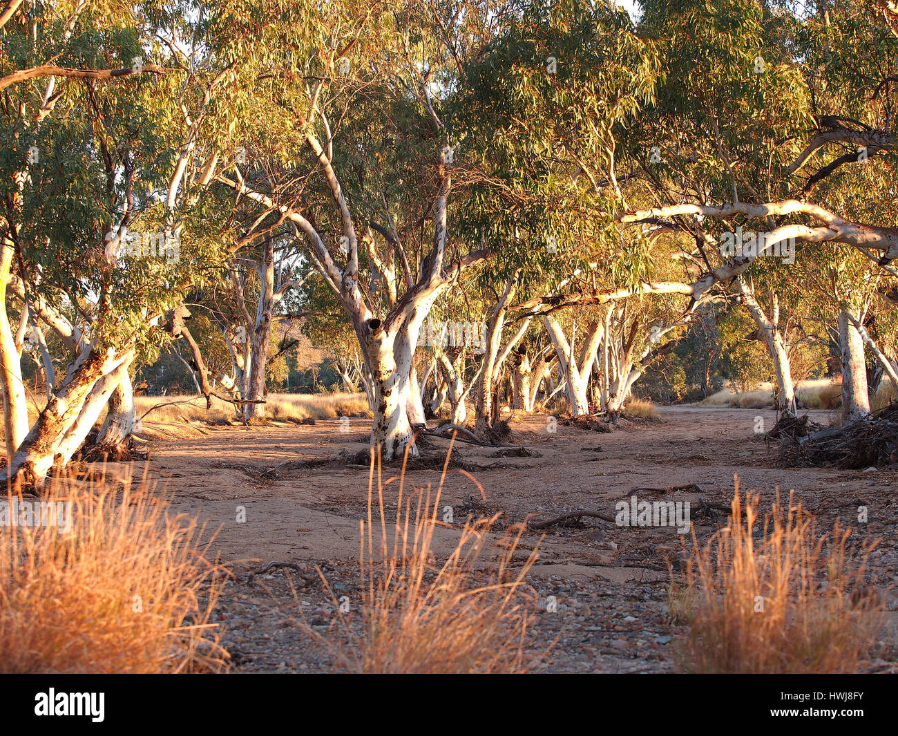 Alice Springs Car Sales Gum Trees at Priscilla Roberts blog