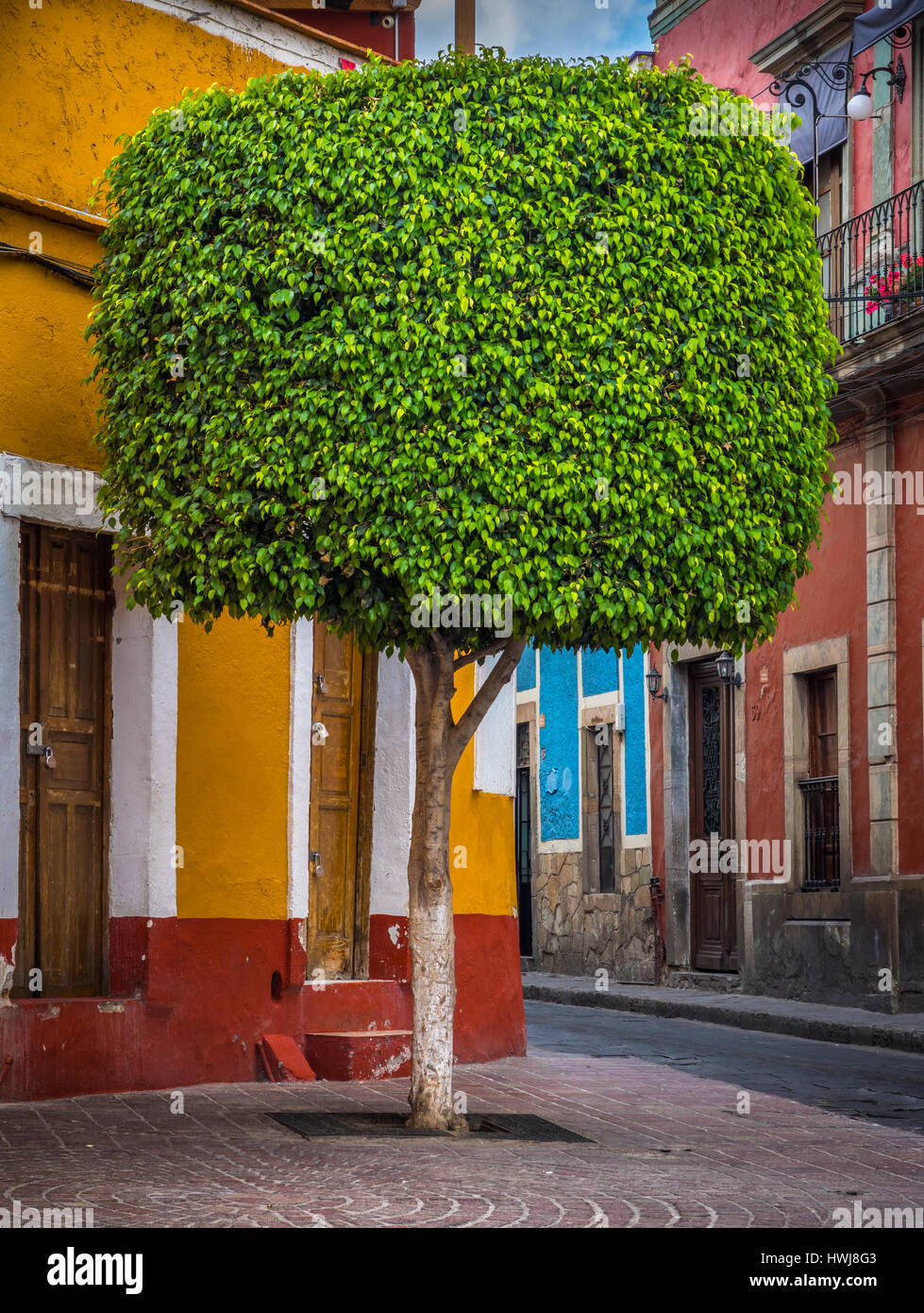 Manicured tree in the historical center of Guanajuato, Mexico ...