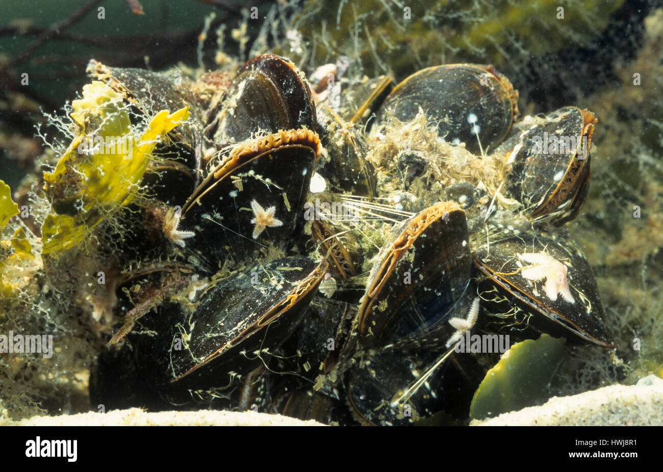 Gemeine Miesmuschel, Muschelbank, mit geöffneter Ein- und ...