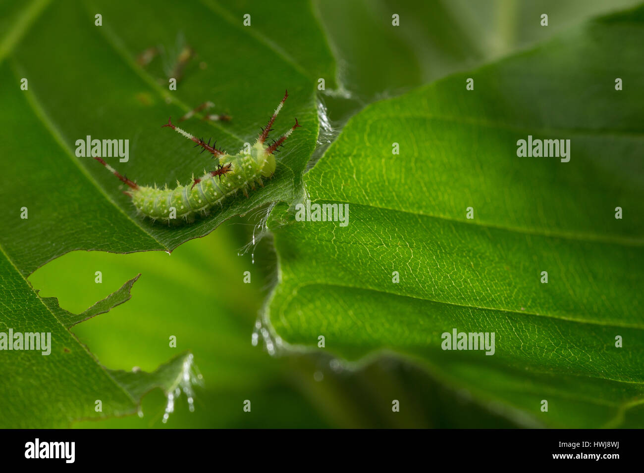Nagelfleck, Jungraupe, Raupe frisst an Buche, Aglia tau, Tau Emperor ...
