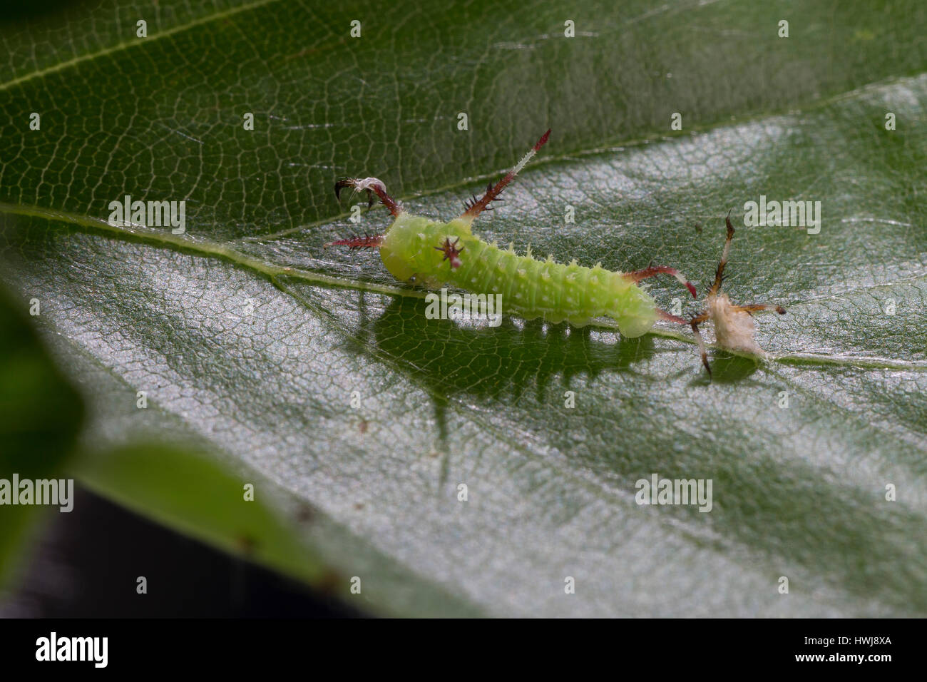 Nagelfleck, Jungraupe hat sich gerade gehäutet, Raupe frisst an Buche ...