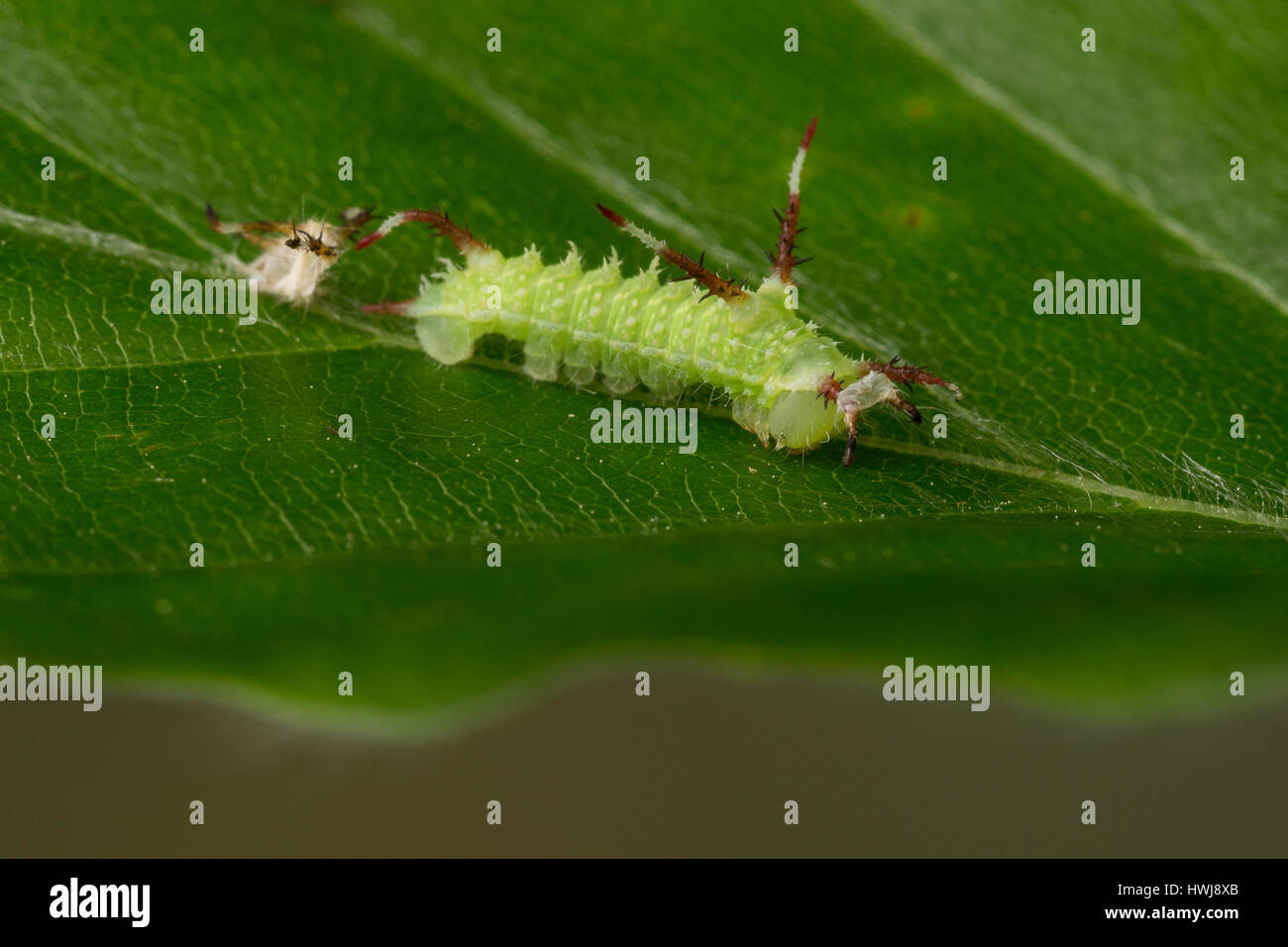 Gerade hi-res stock photography and images - Alamy