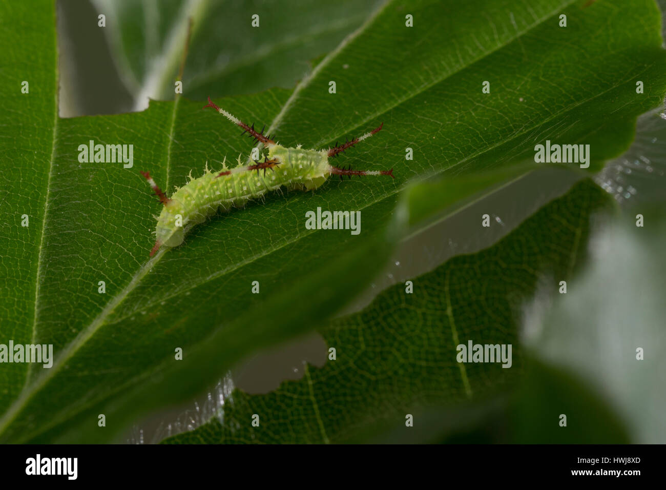 Nagelfleck, Jungraupe, Raupe frisst an Buche, Aglia tau, Tau Emperor ...