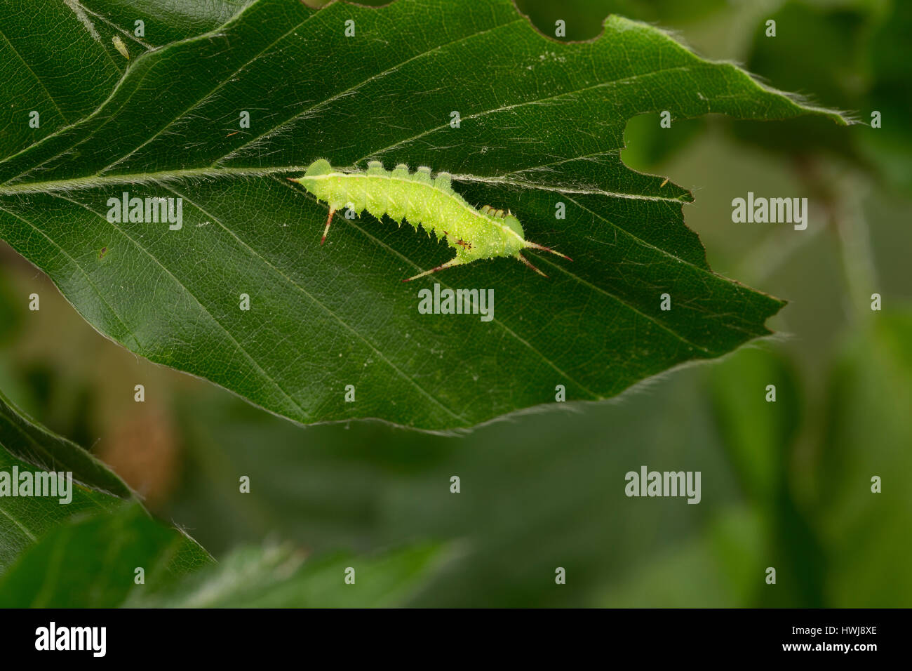 Caterpillar of the tau hi-res stock photography and images - Alamy