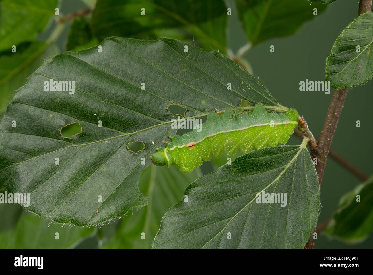 Saturniidae caterpillar hi-res stock photography and images - Alamy
