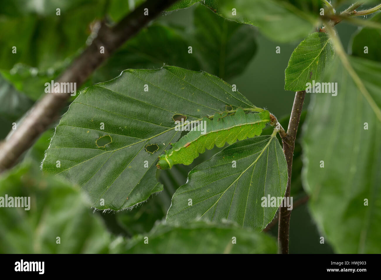 Nagelfleck, Raupe frisst an Buche, Aglia tau, Tau Emperor, caterpillar ...