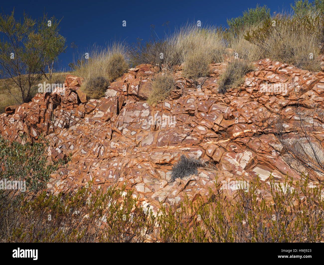 Flecked Dolomite rock and spinifex grass at the nature walk, Northern ...