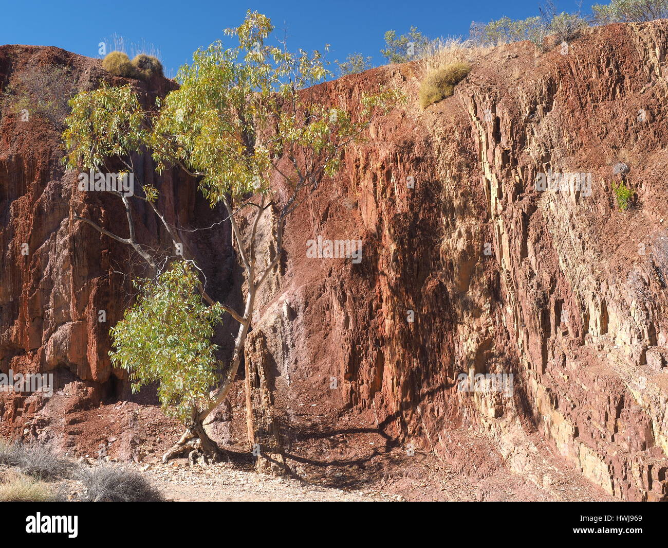 Ochre lined wall and tree in the dry creek at the McDonnell Ranges ...