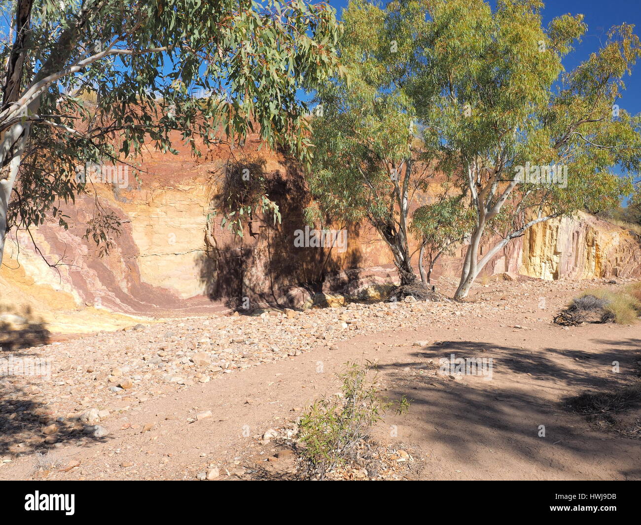 Ochre lined wall and tree in the dry creek at the McDonnell Ranges ...